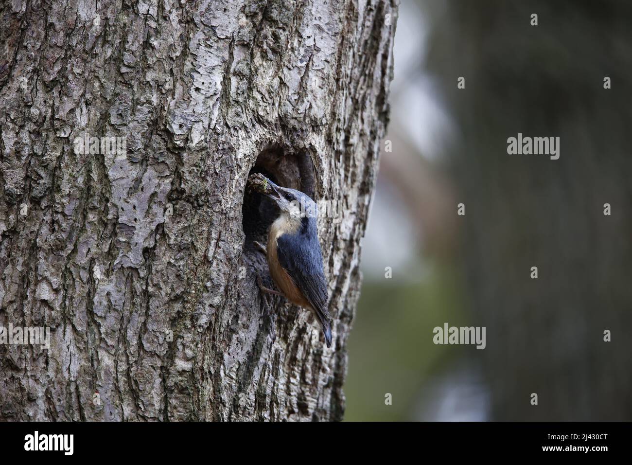 Nuthatch using mud to prepare the nest hole prior to breeding Stock ...
