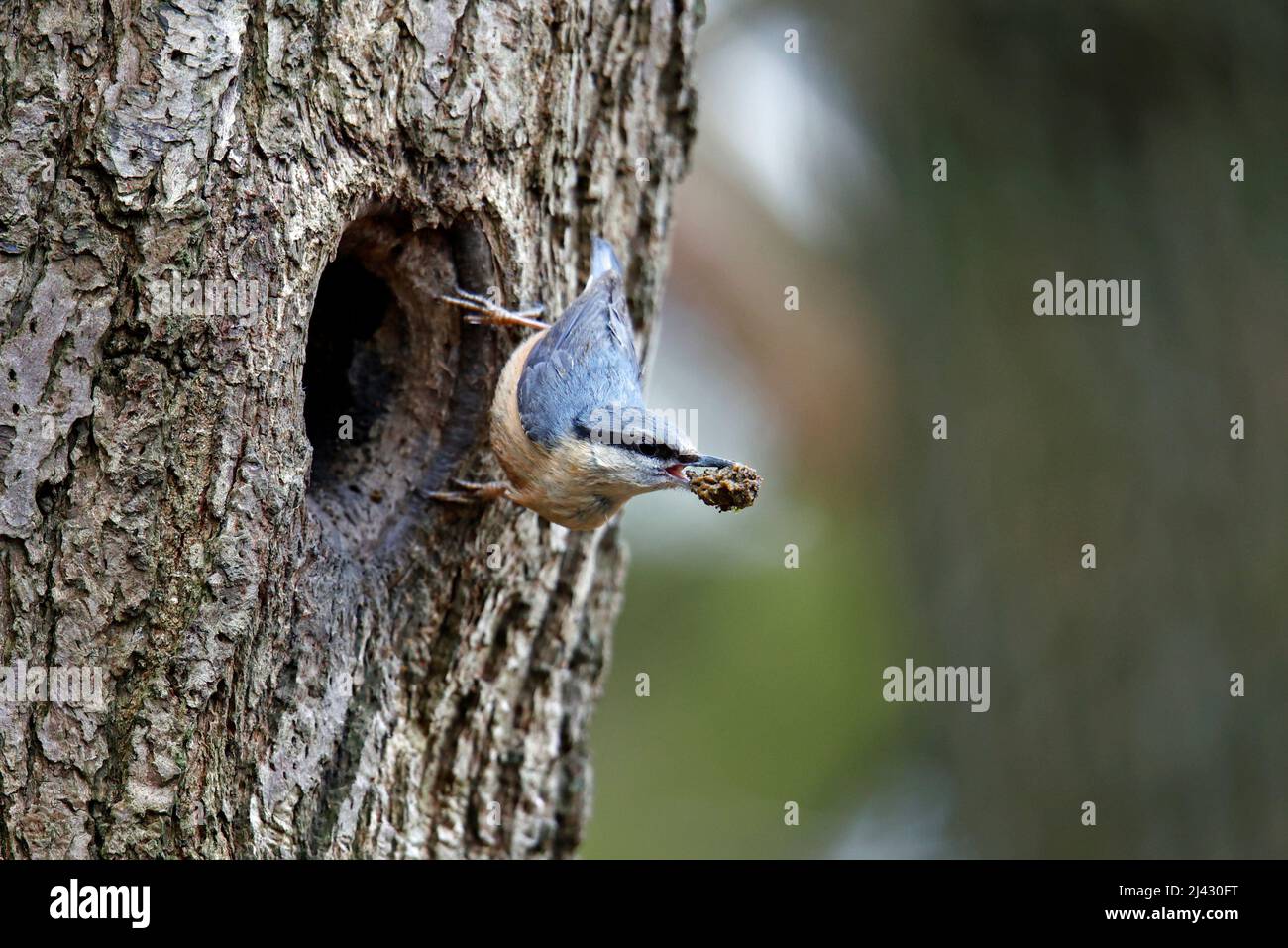Nuthatch using mud to prepare the nest hole prior to breeding Stock ...