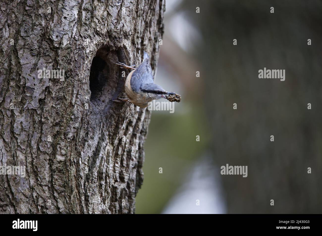 Nuthatch using mud to prepare the nest hole prior to breeding Stock ...