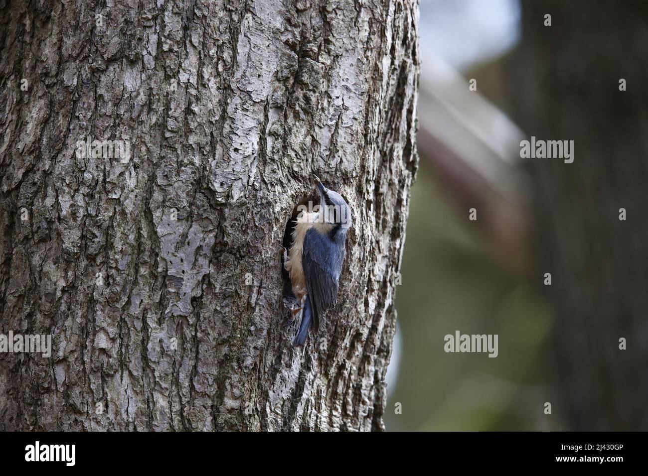 Nuthatch using mud to prepare the nest hole prior to breeding Stock ...