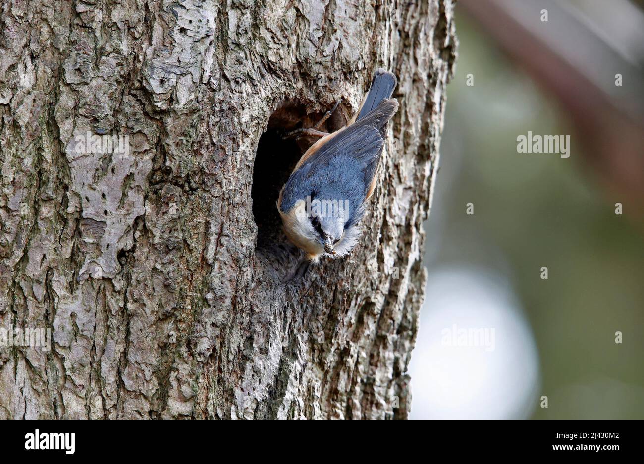 Nuthatch using mud to prepare the nest hole prior to breeding Stock ...