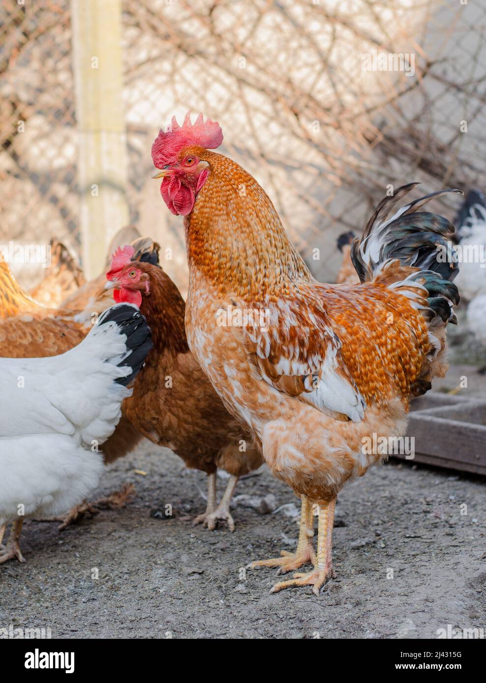 Big beautiful rooster on the farm. Rooster in the chicken coop Stock ...