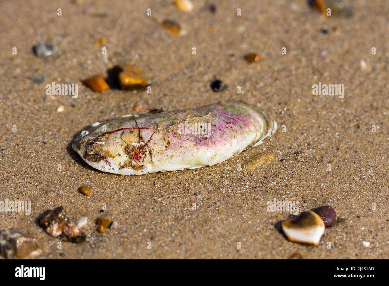 Seashell on the seashore hi-res stock photography and images - Alamy