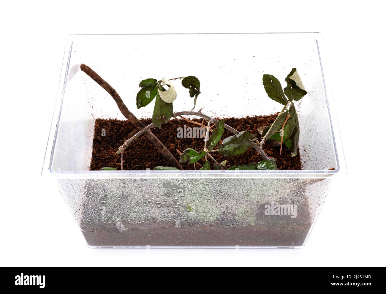 stick insect Achrioptera manga in front of white background Stock Photo ...