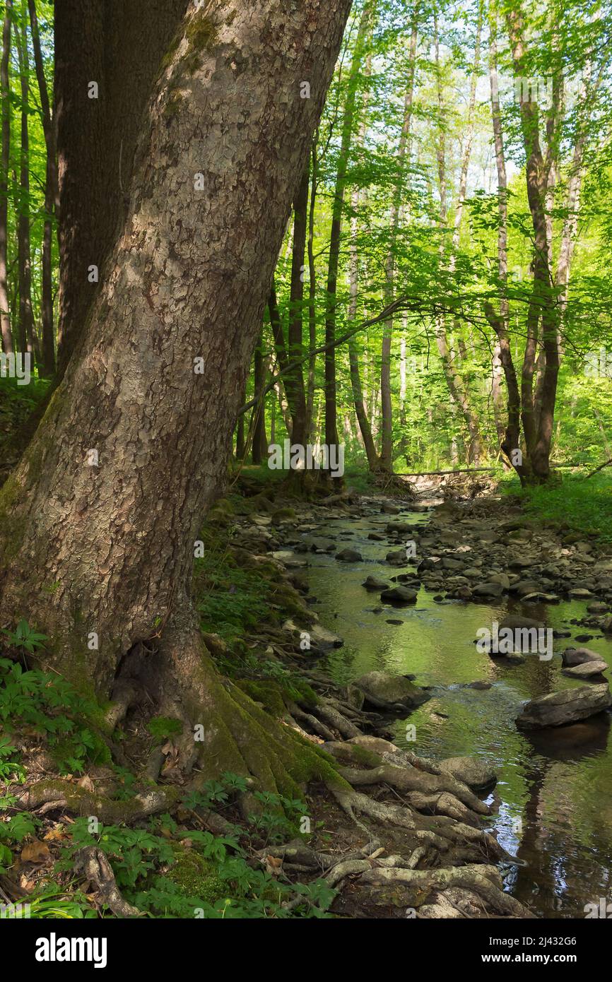 water stream in the forest. brook flows among the rocks and trees ...