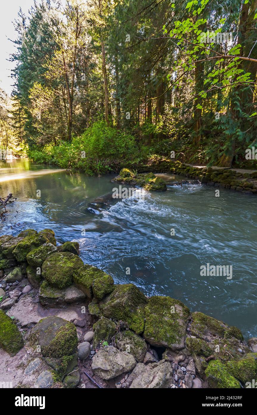 On the trail at Powell Butte Nature Park in Portland, Oregon Stock ...