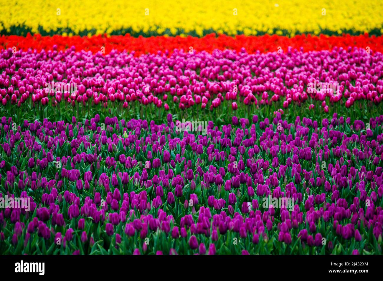 Washington tulip festival hi-res stock photography and images - Alamy