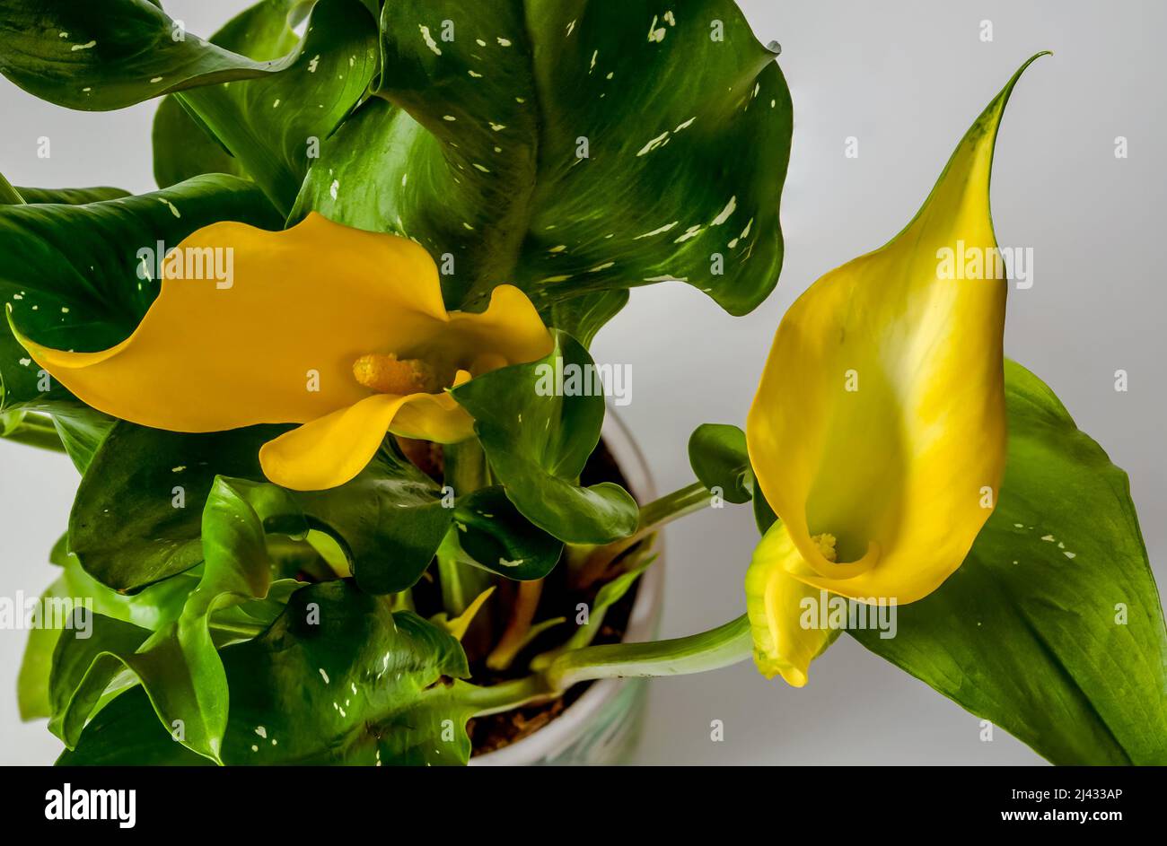 Zantedeschia Yellow Leaves