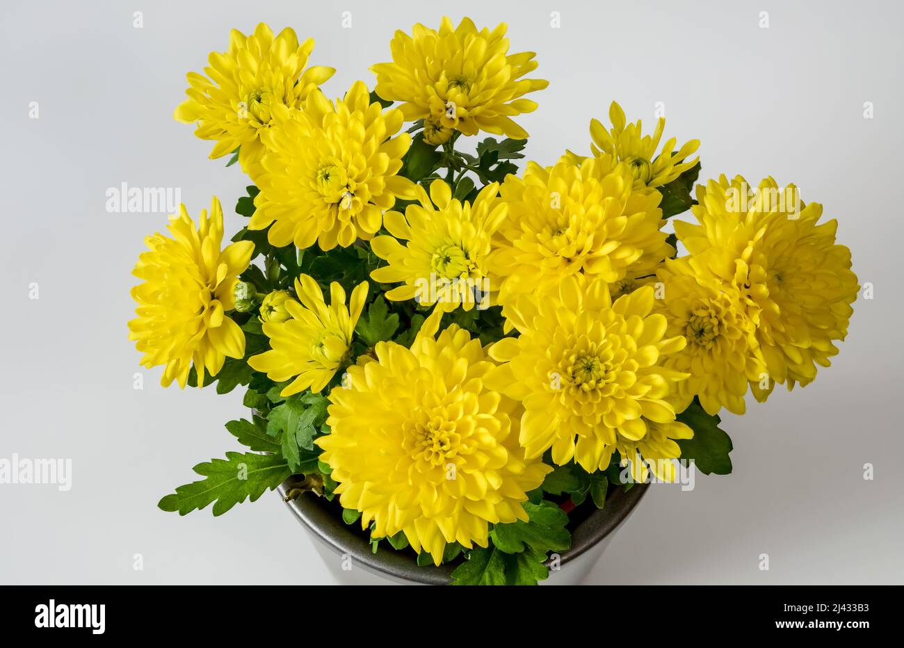 chrysanthemum, yellow flowers of the Asteraceae family on white ...