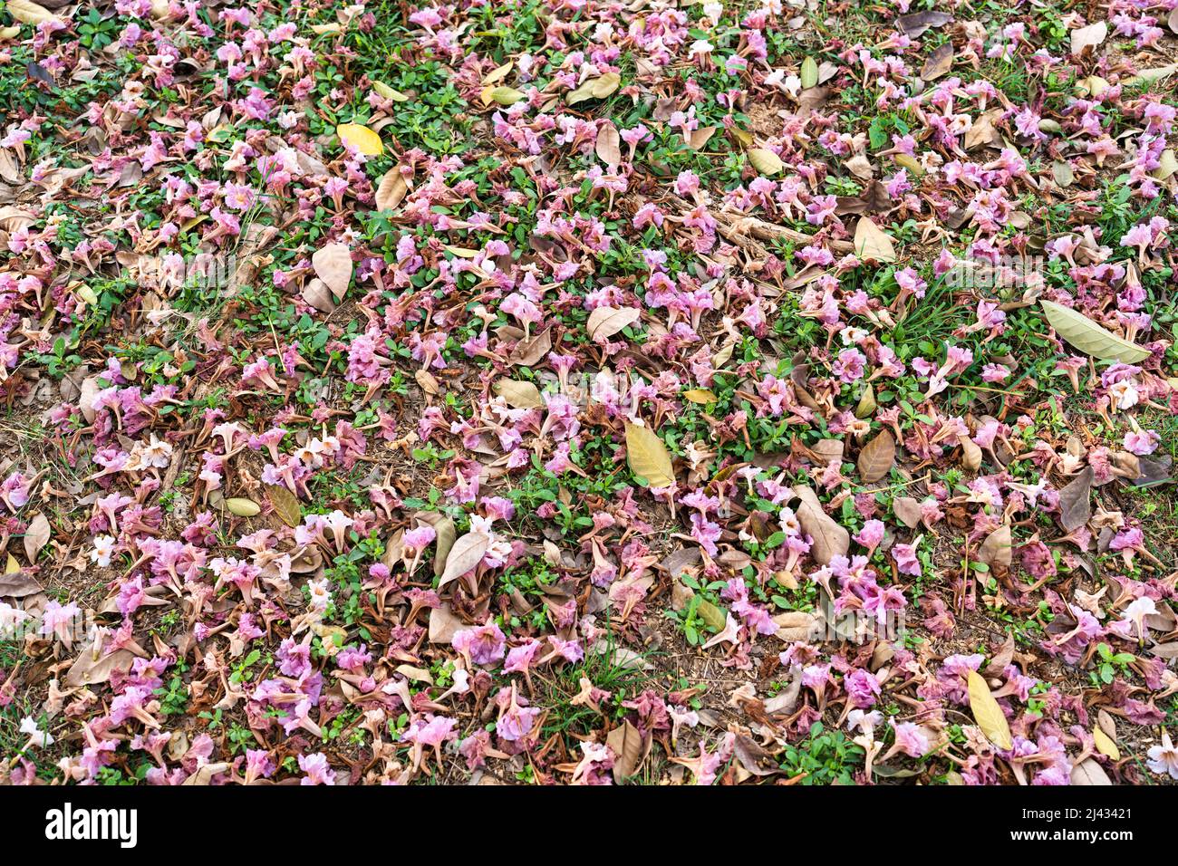 Pink petal of Pink Trumpet Tree, Pink Tecoma falling on field in the ...