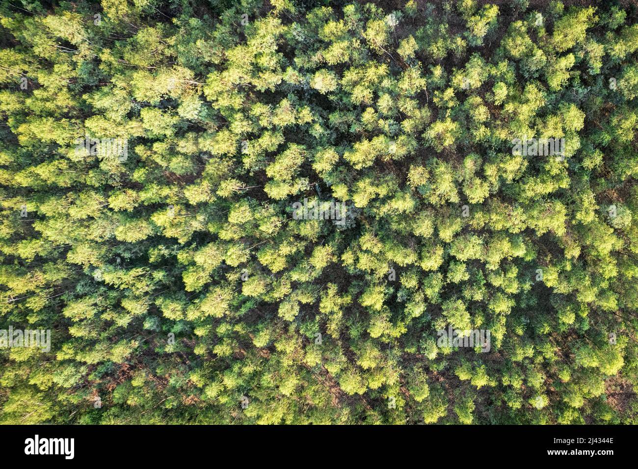 Aerial view of Eucalyptus trees forest growing in cultivated area on ...