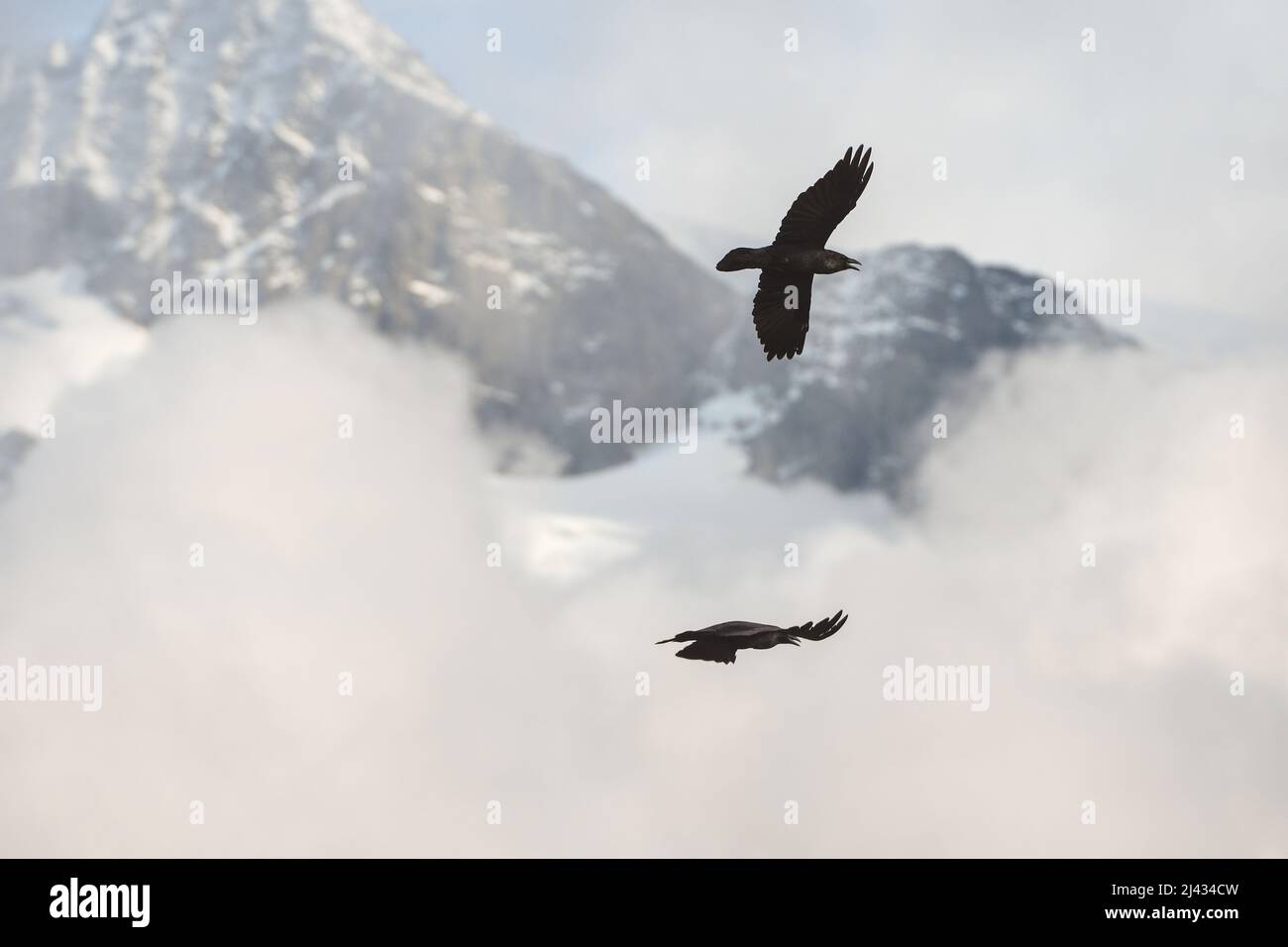 Two ravens fly in the air Stock Photo - Alamy