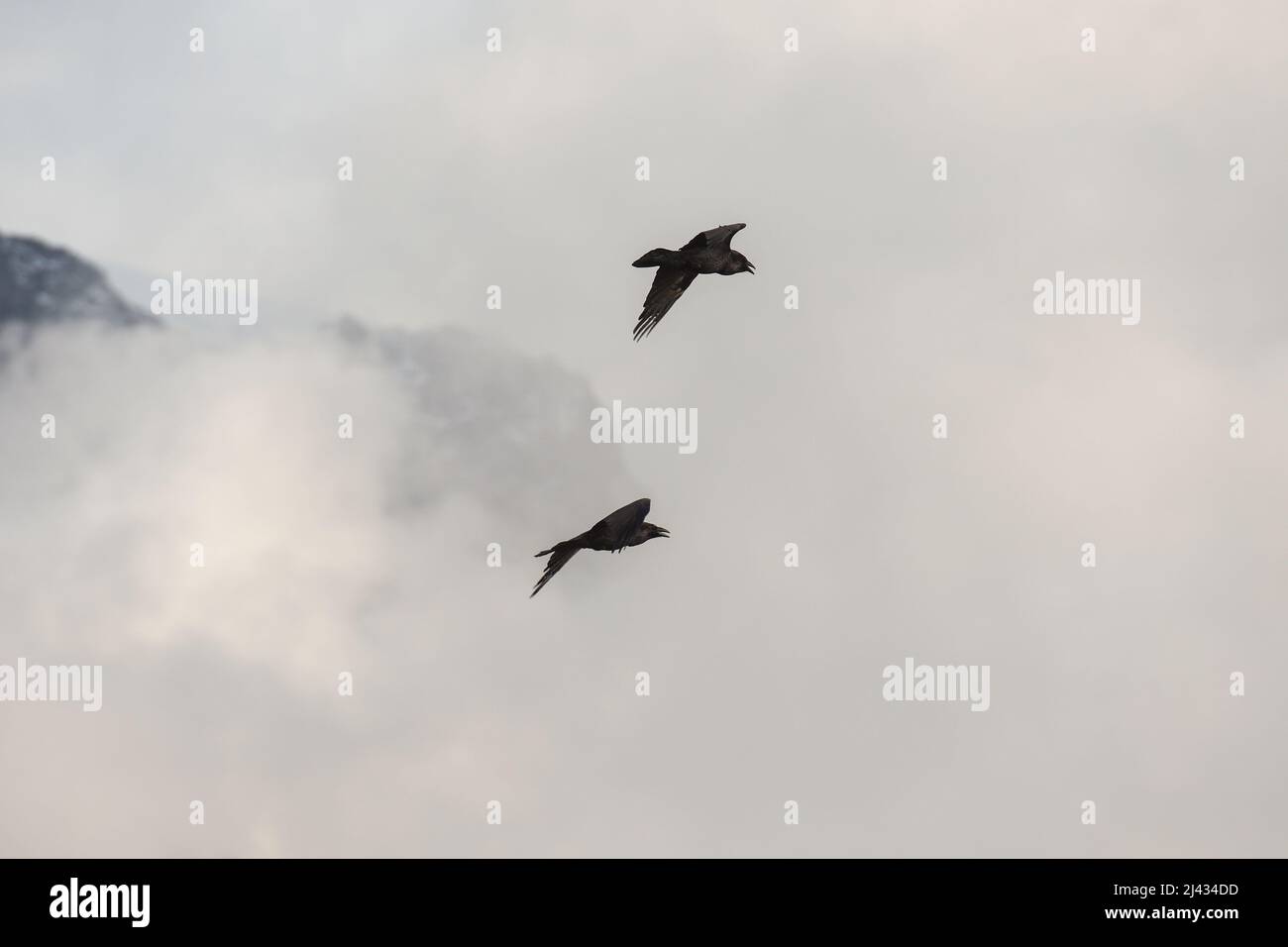Two ravens fly in the air Stock Photo - Alamy