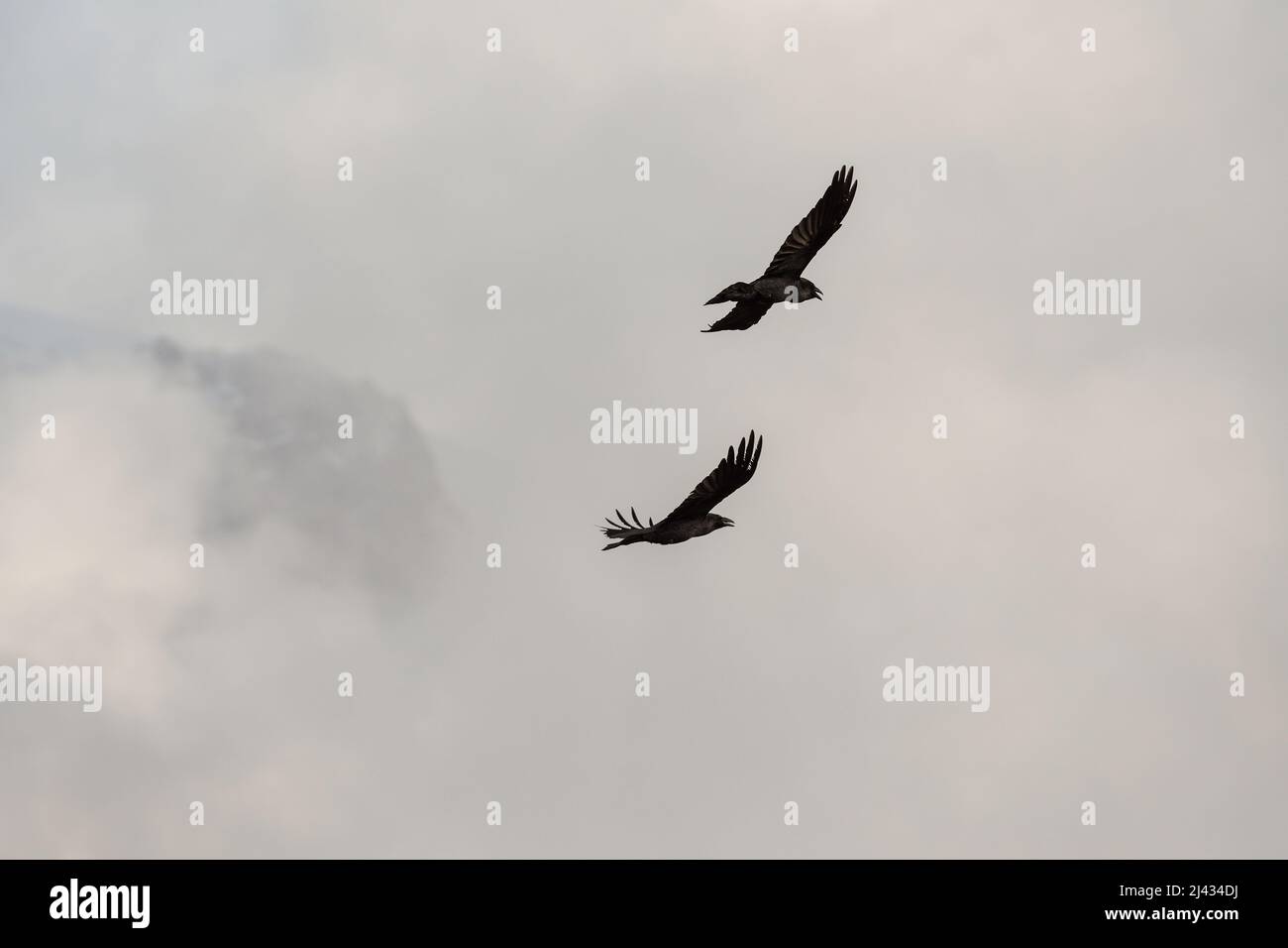 Two ravens fly in the air Stock Photo - Alamy
