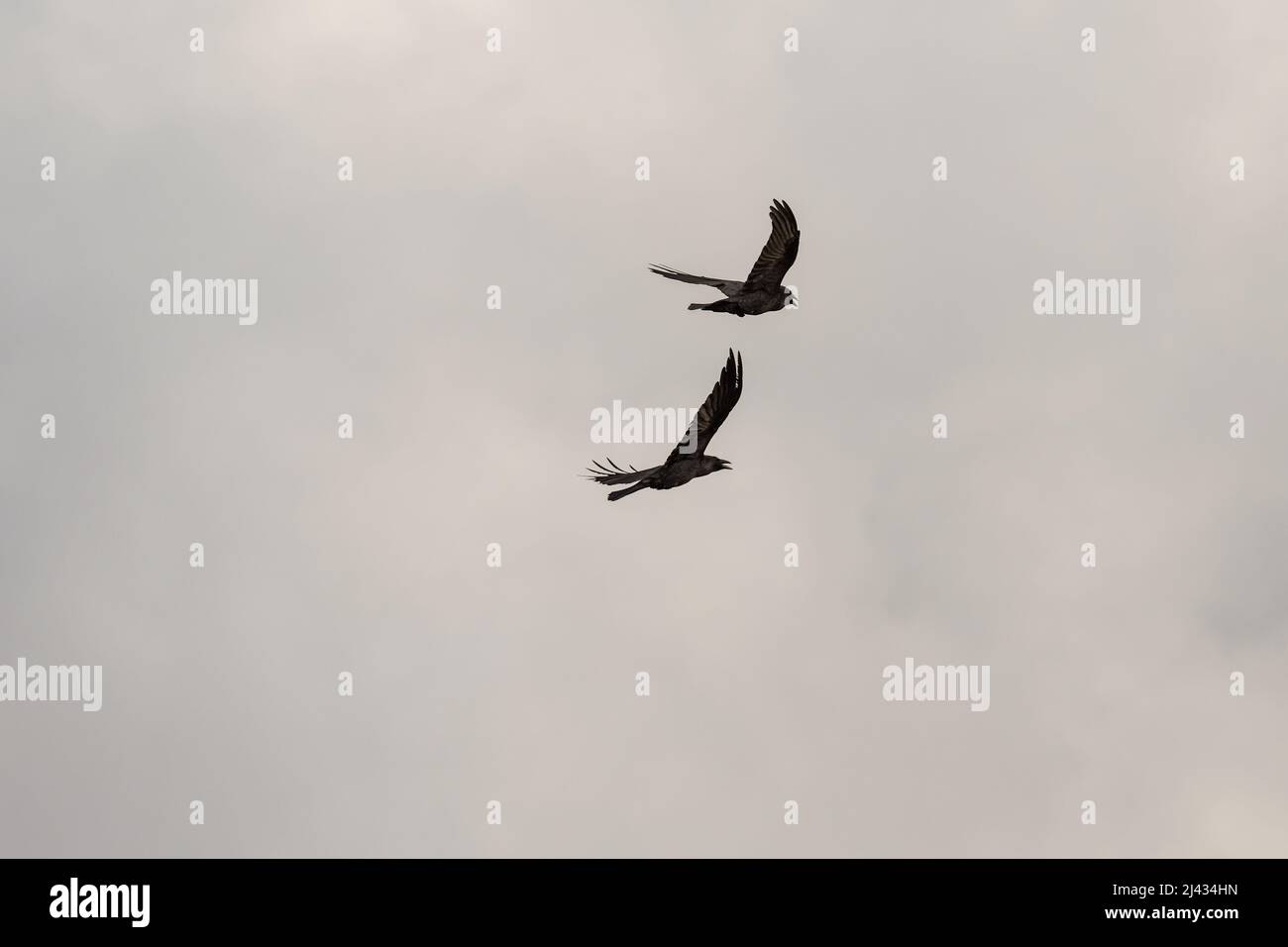 Two ravens fly in the air Stock Photo - Alamy