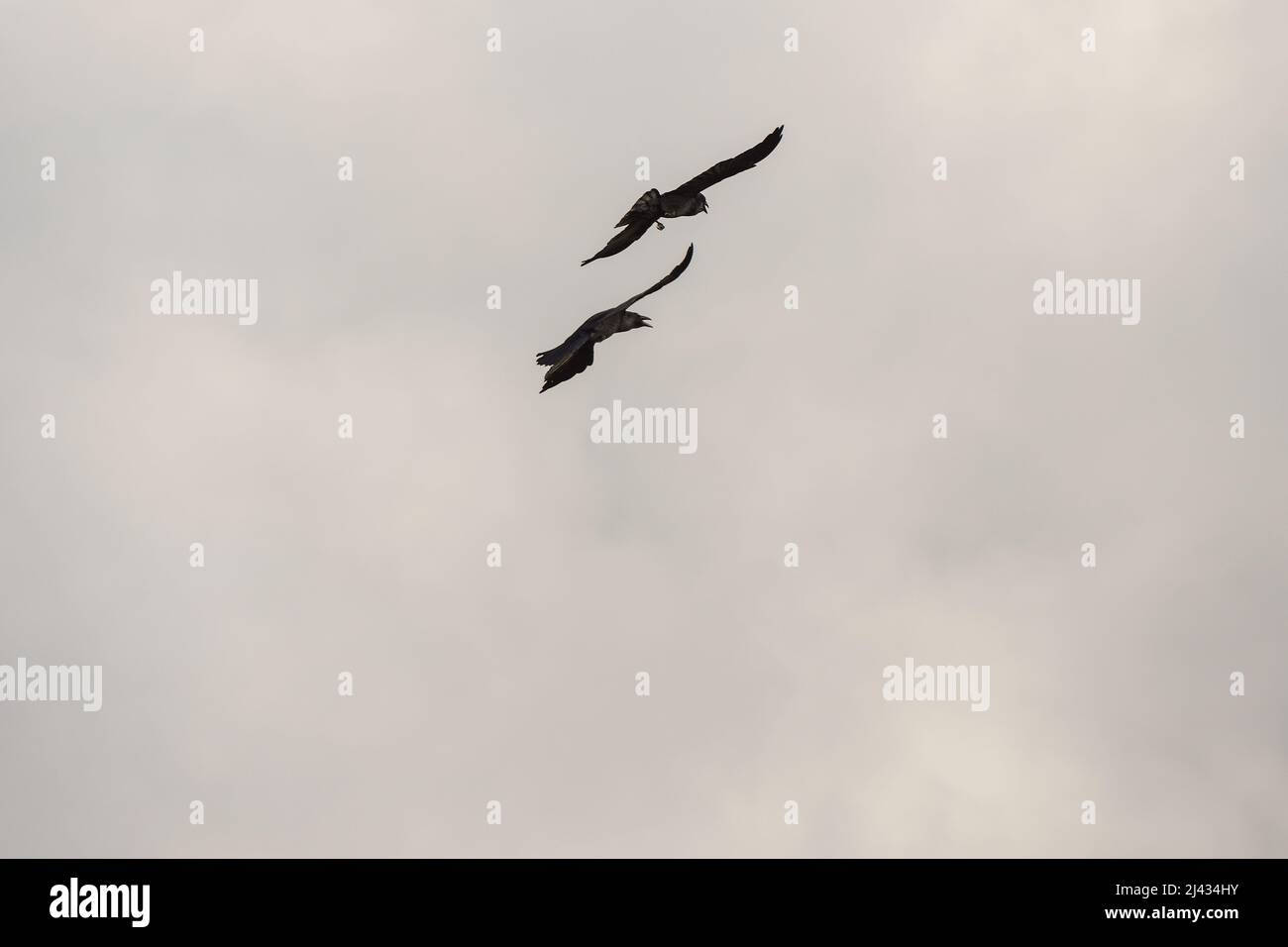 Raven migration hi-res stock photography and images - Alamy
