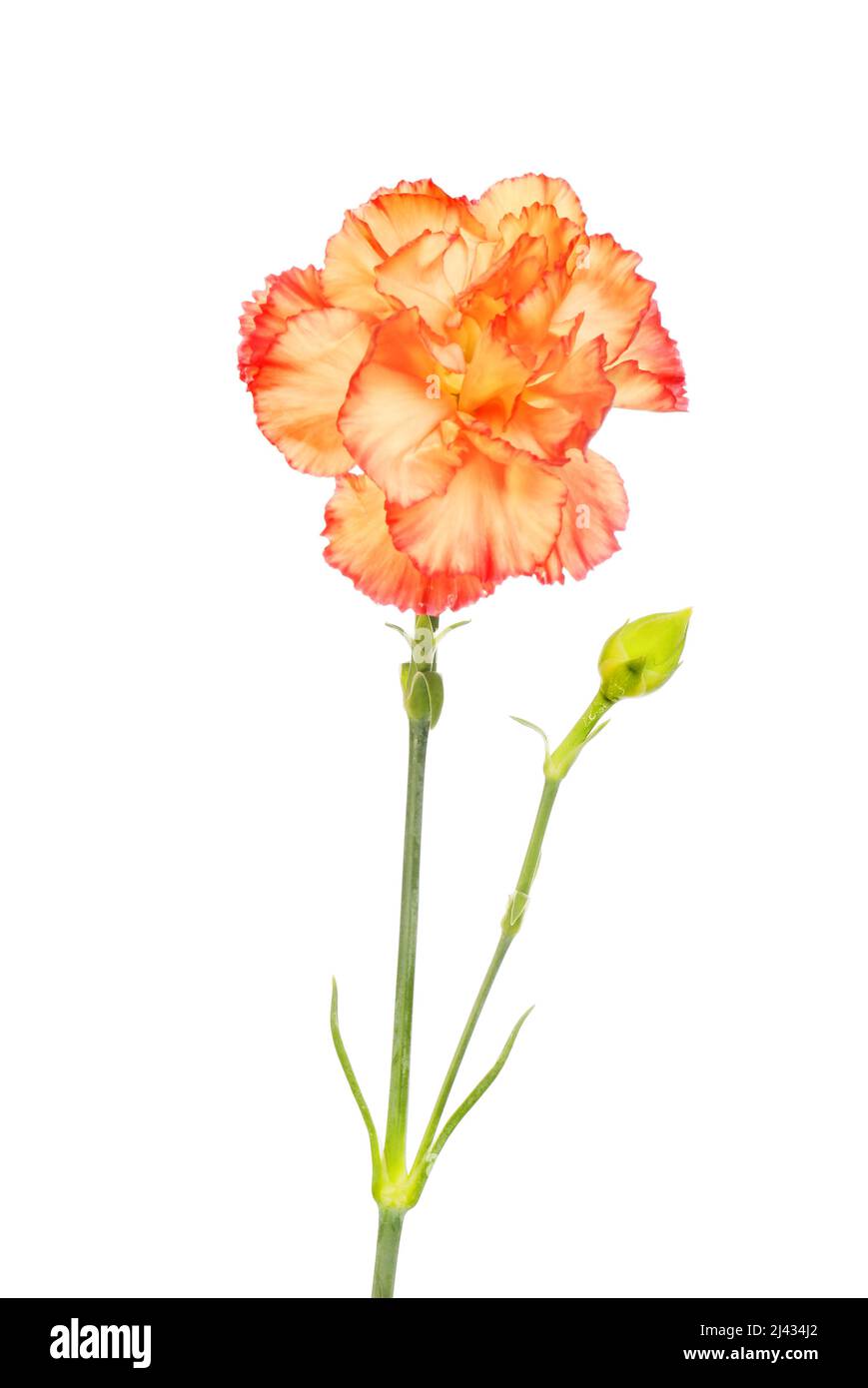 Orange and red carnation flower, bud and foliage isolated against white ...