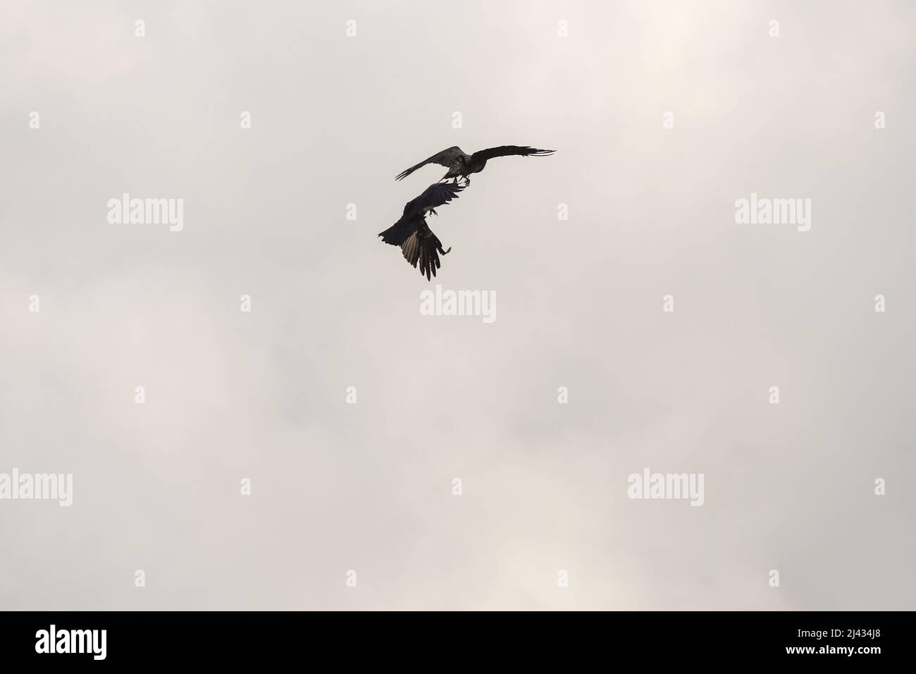 Two ravens fly in the air Stock Photo - Alamy