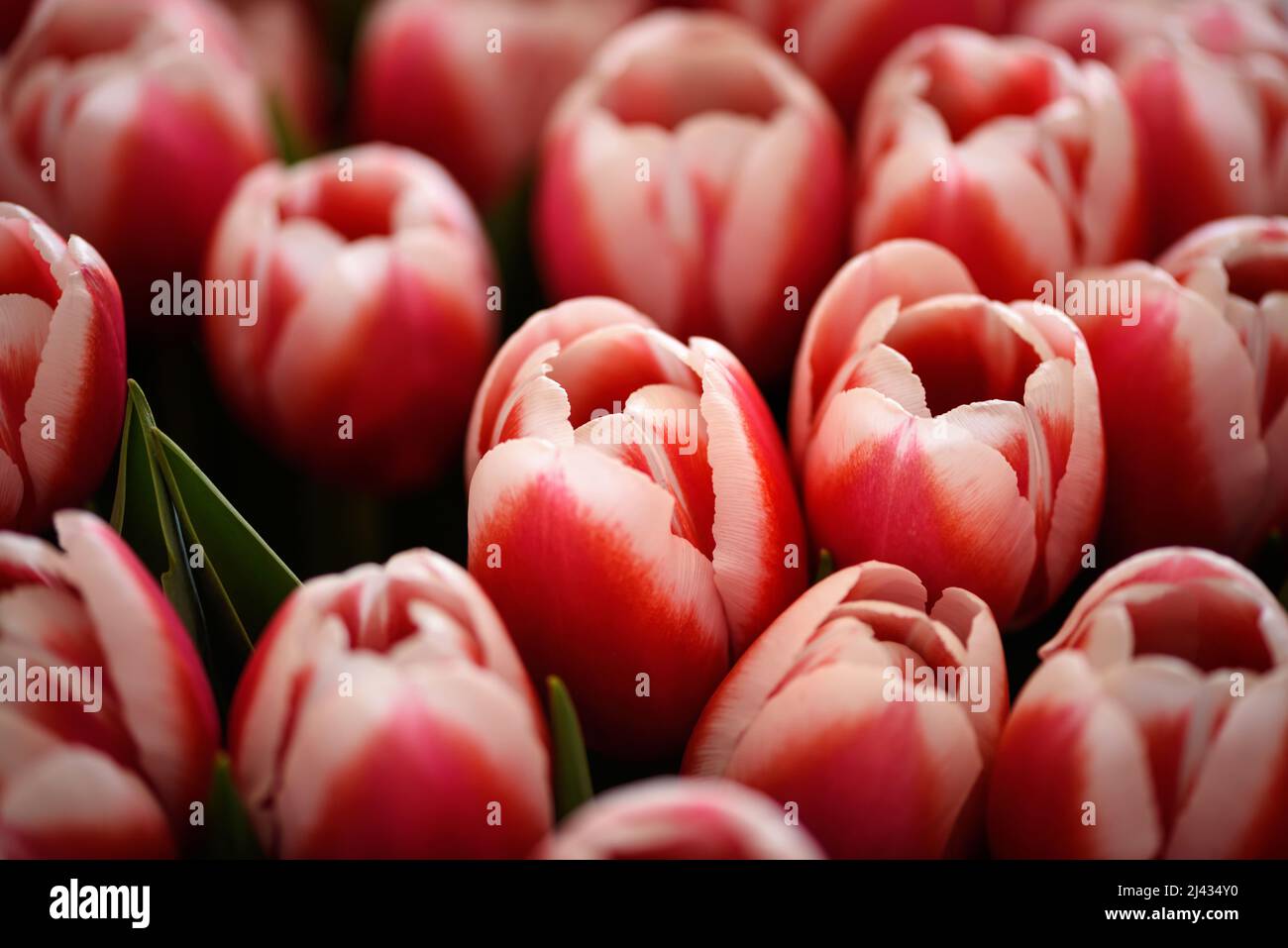 Two tone color flowers hi-res stock photography and images - Alamy