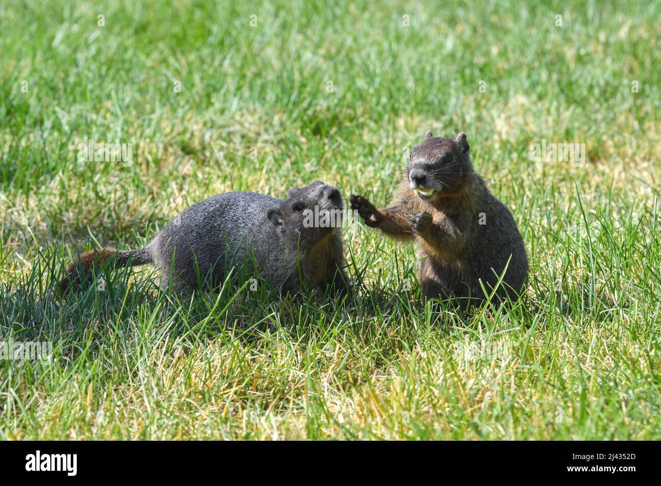 Animals playing hi-res stock photography and images - Alamy
