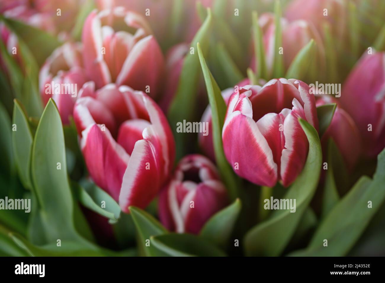 Lots of two-tone blooming tulips. Flowers background Stock Photo - Alamy