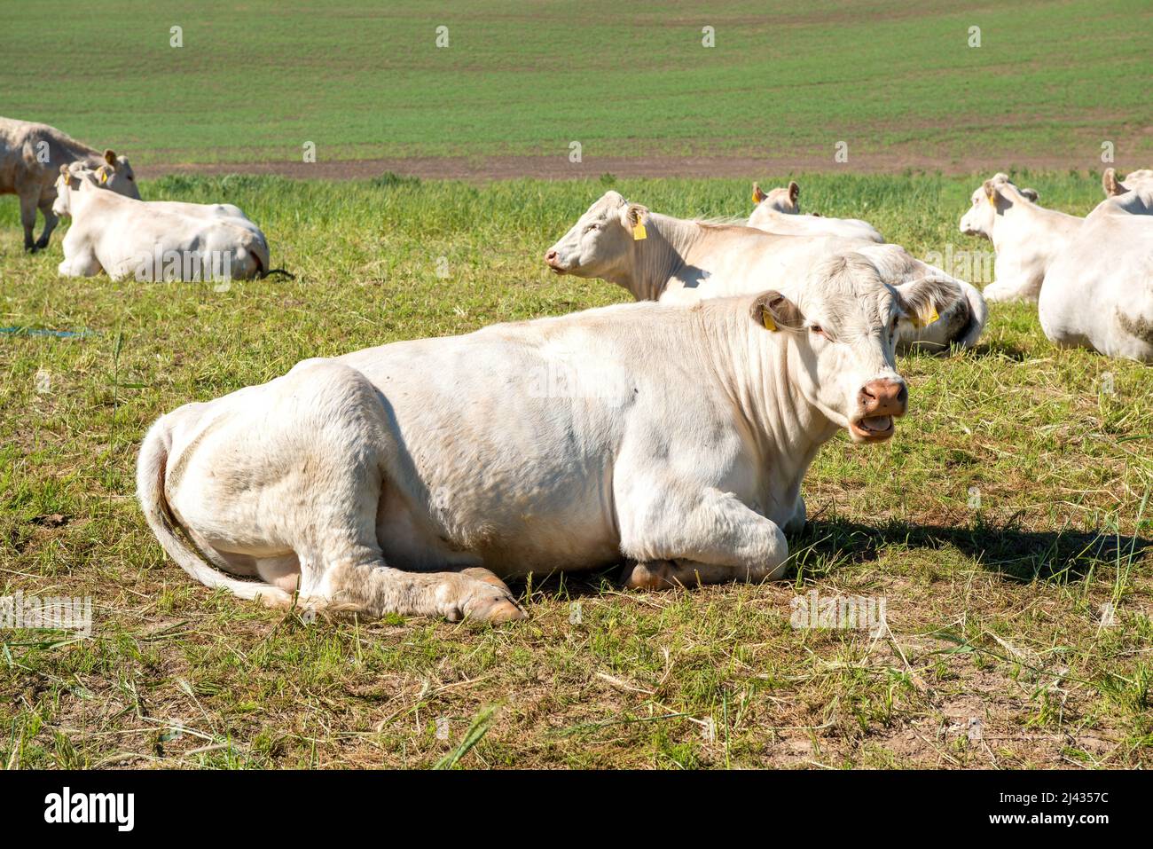 White animal usa cow hi-res stock photography and images - Alamy