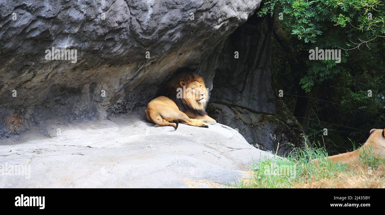 Male lion lying on a rock Stock Photo - Alamy