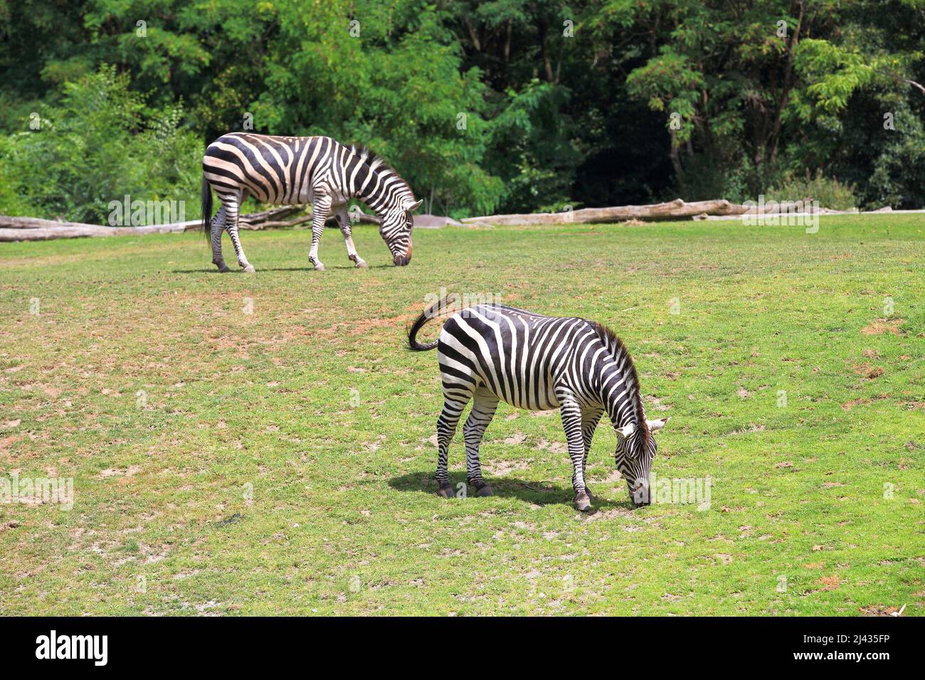 Two animals animal hi-res stock photography and images - Alamy