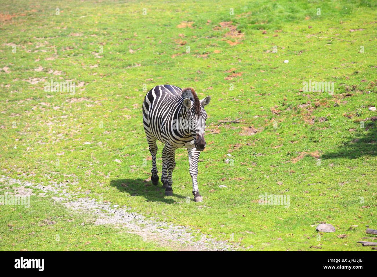 Non striped zebra hi-res stock photography and images - Alamy