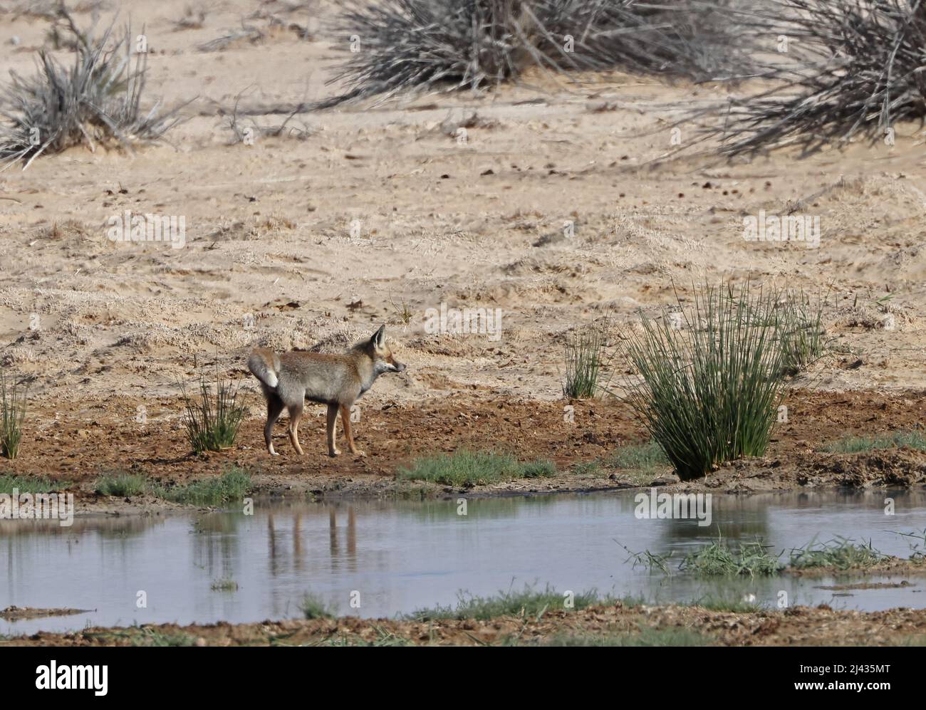 Red Fox (Vulpes vulpes arabica) adult standing at desert oasis in the ...