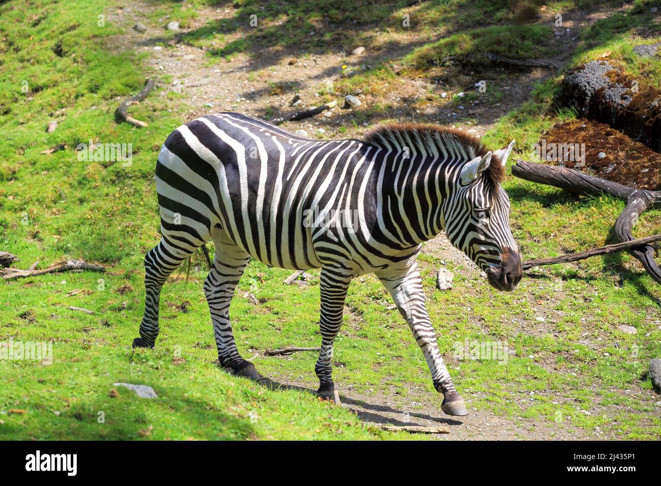 Striped horse hi-res stock photography and images - Alamy