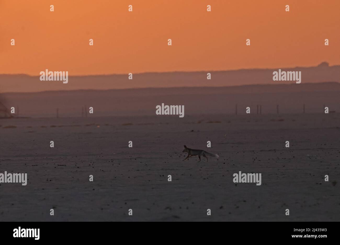 Red Fox (Vulpes vulpes arabica) adult running over desert in dawn light ...
