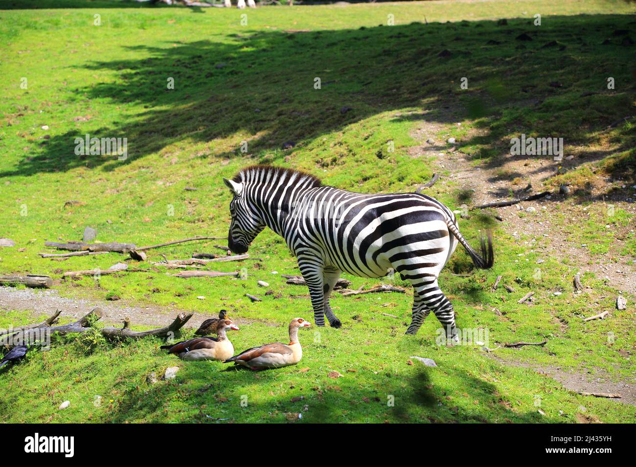 Zebra scene hi-res stock photography and images - Alamy