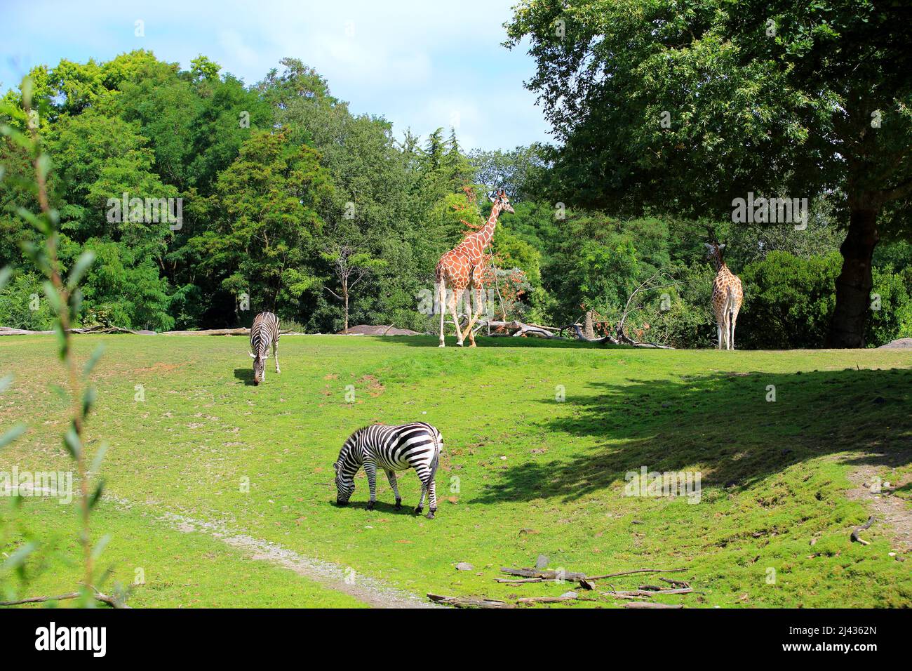 Giraffes and Zebras Stock Photo - Alamy