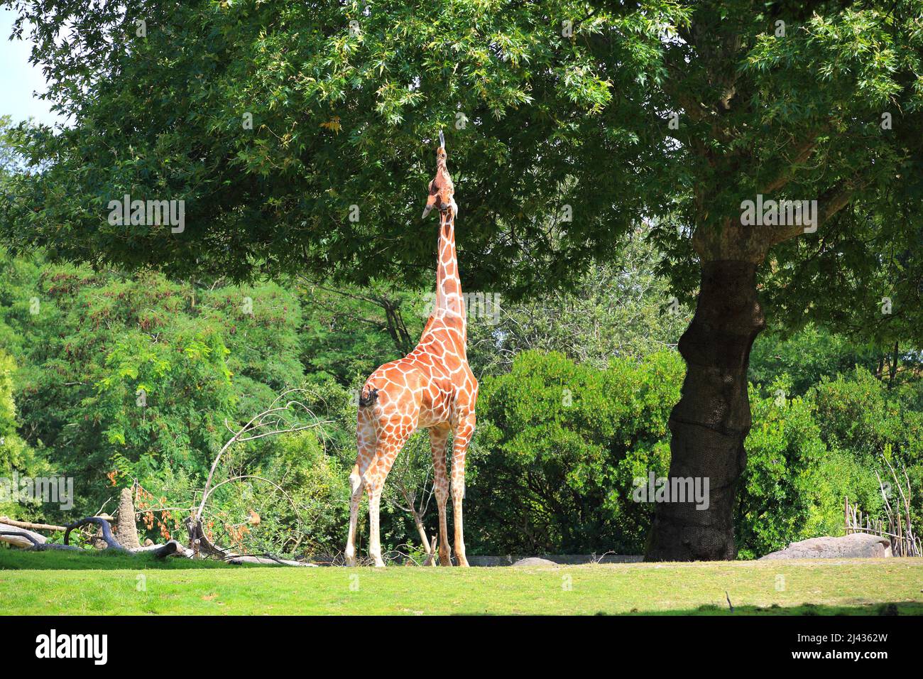Giraffe tongue leaf hi-res stock photography and images - Alamy