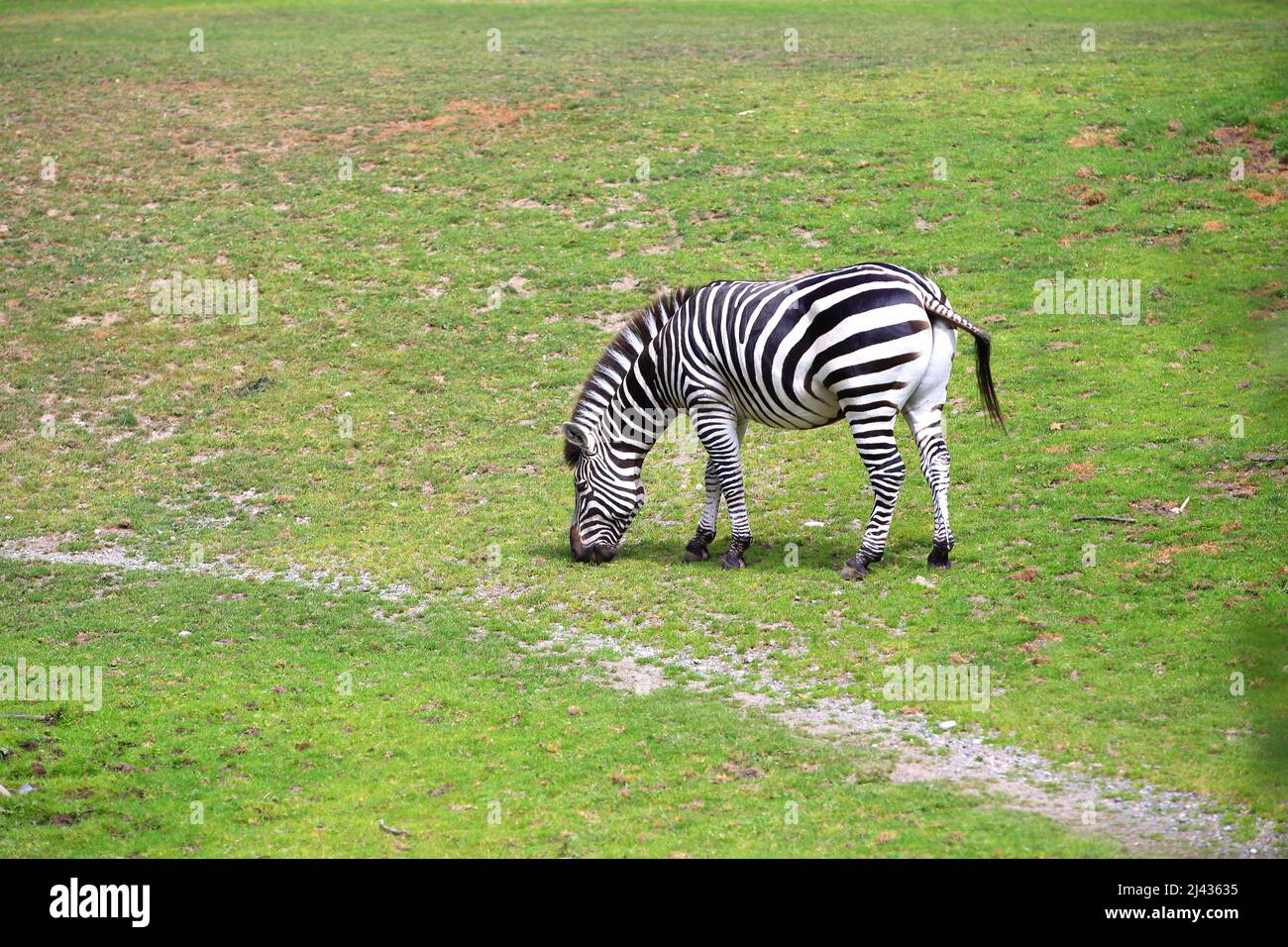 Non striped zebra hi-res stock photography and images - Alamy