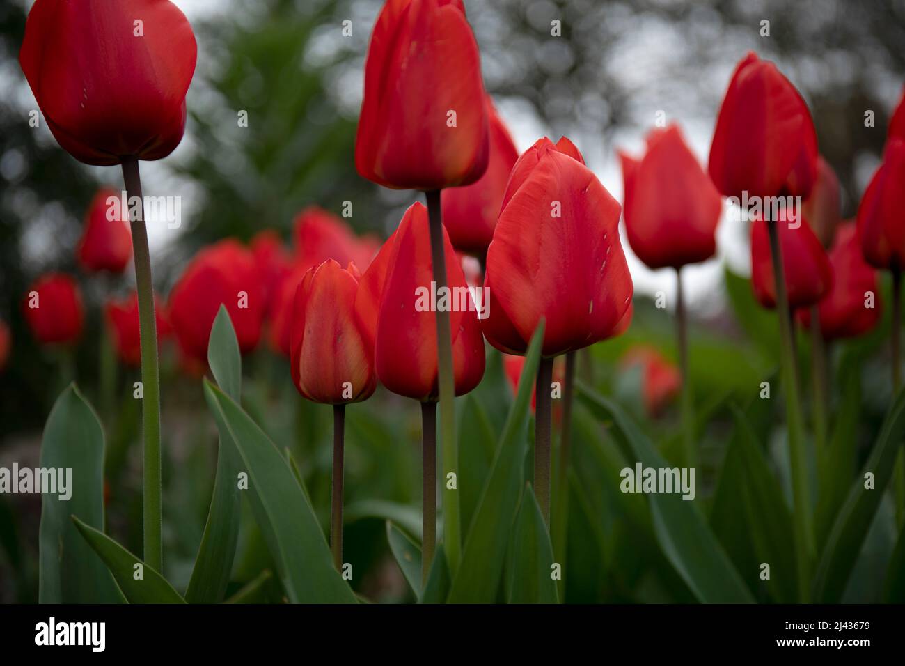 Budding tulips hi-res stock photography and images - Alamy
