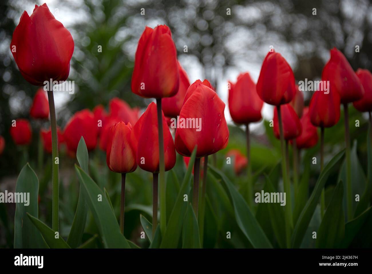 Sense tulips hi-res stock photography and images - Alamy