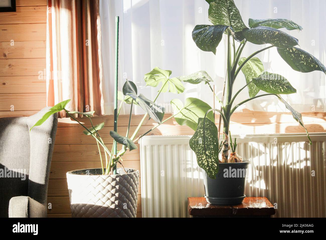 Decorative house plants in interior near windowsill with natural light ...