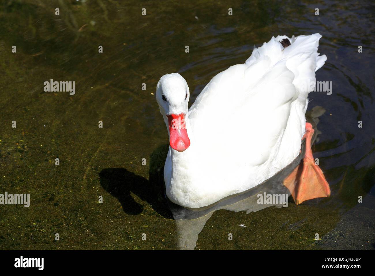 A Swan Swimming in the Water Stock Photo - Alamy