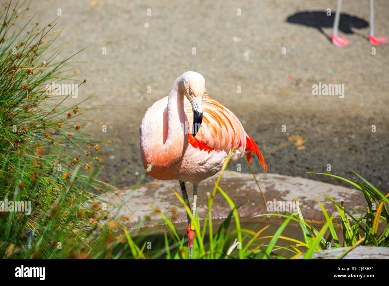 Flamingo leg hi-res stock photography and images - Alamy