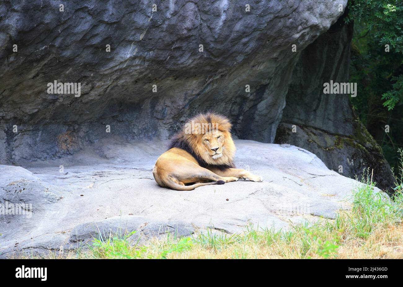 Male lion lying on a rock Stock Photo - Alamy