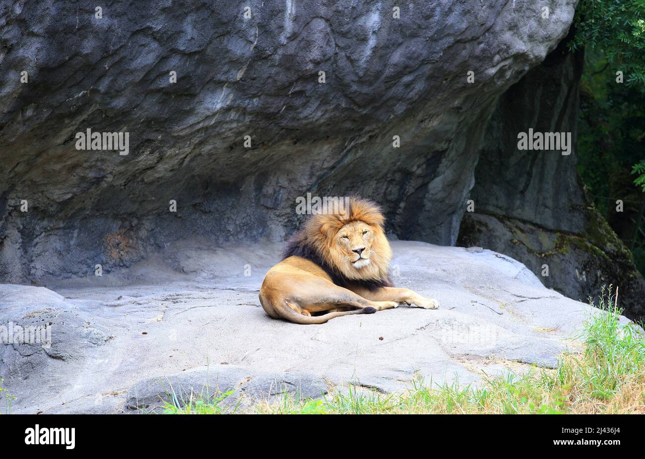 Male lion lying on a rock Stock Photo - Alamy