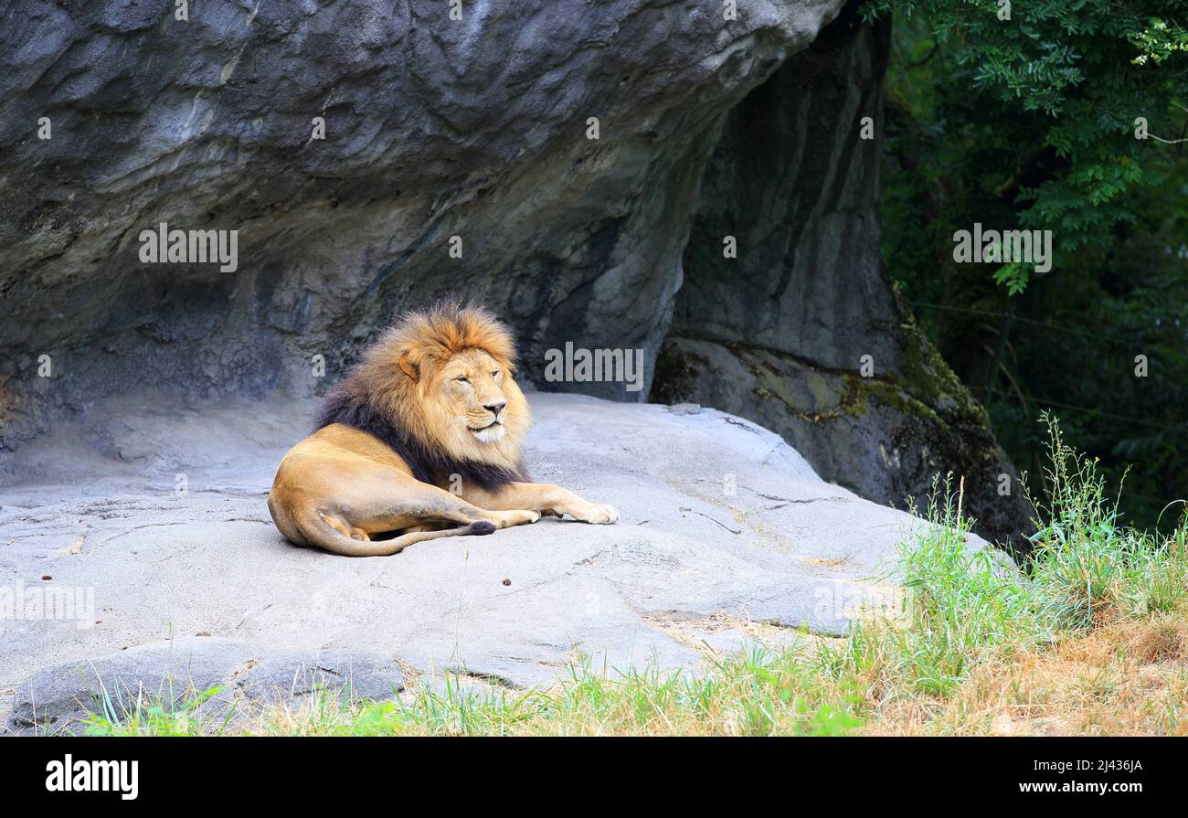 Male lion lying on a rock Stock Photo - Alamy