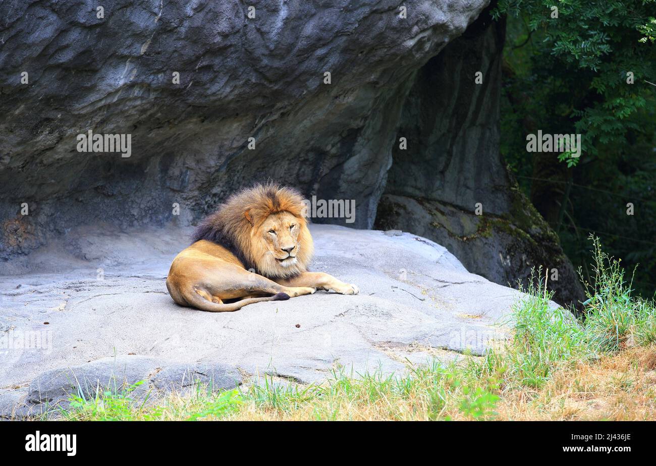 Male lion lying on a rock Stock Photo - Alamy