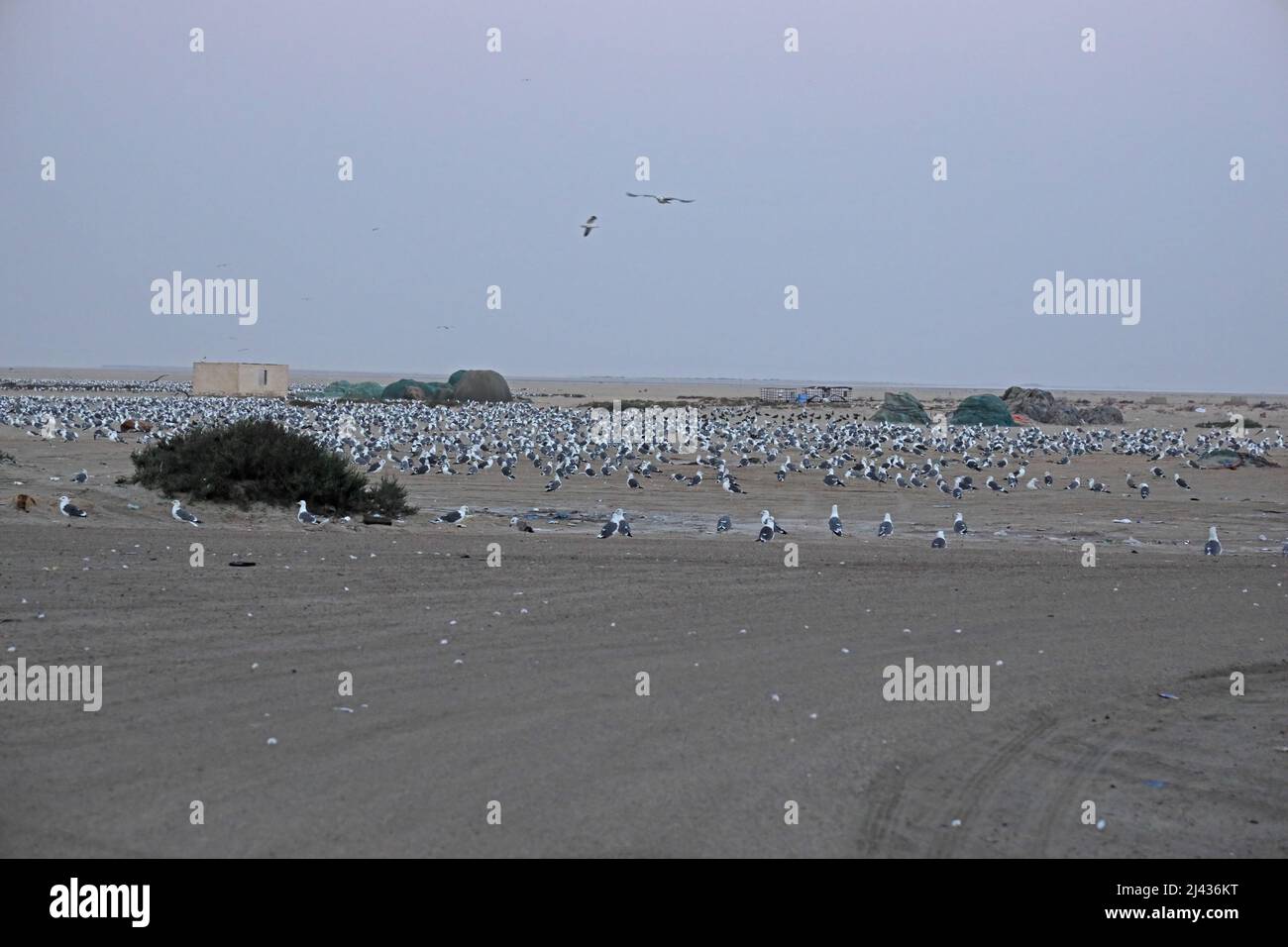 large gull flock roosting on beach Arabian Sea, Oman December Stock ...