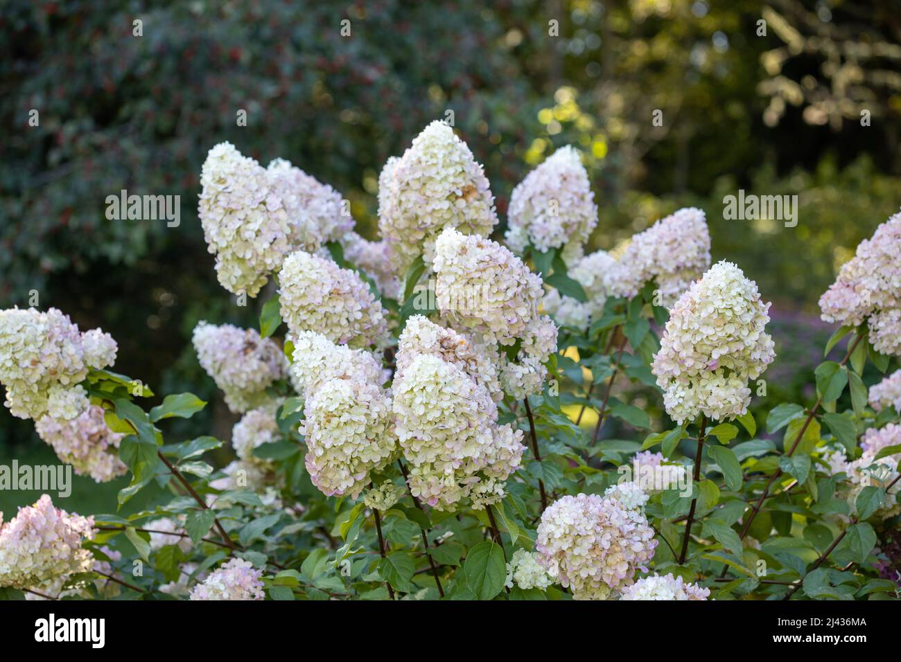 Hydrangea paniculata, the panicled hydrangea, is a species of flowering ...