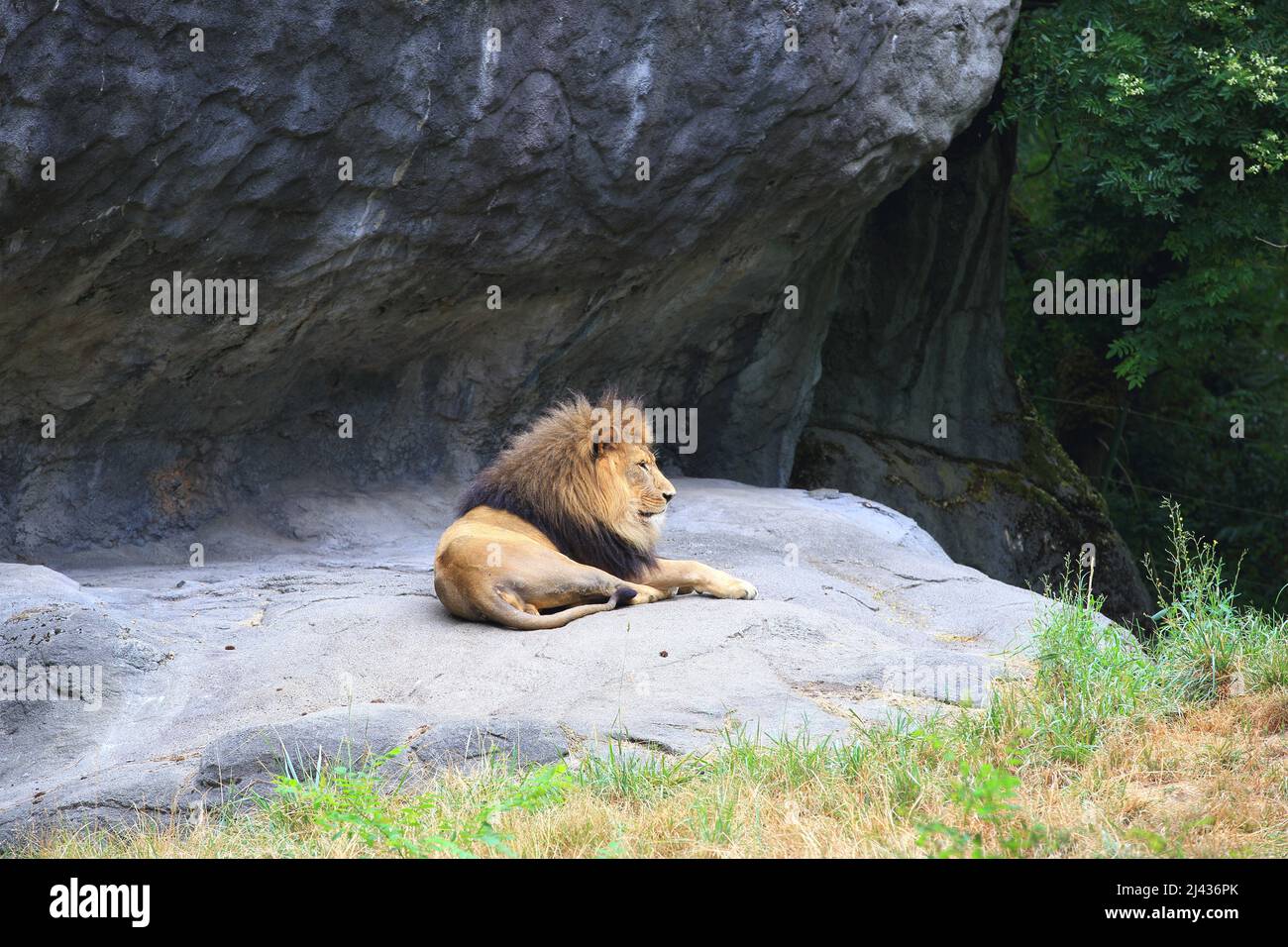 Male lion lying on a rock Stock Photo - Alamy