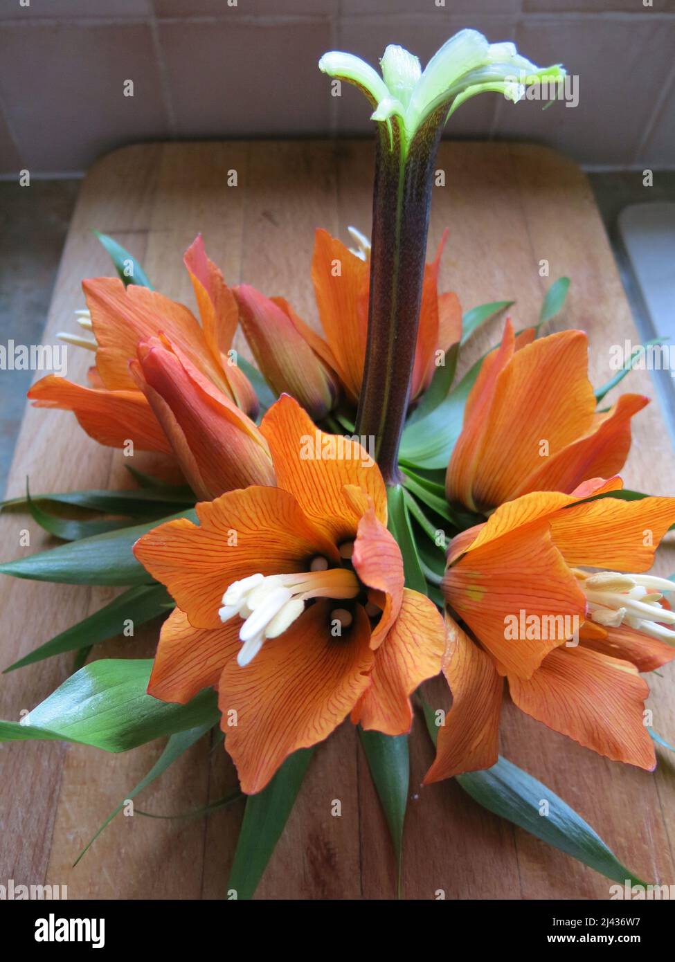 Upturned stem of Crown Imperial, Fritillaria Imperialis, to show the ...