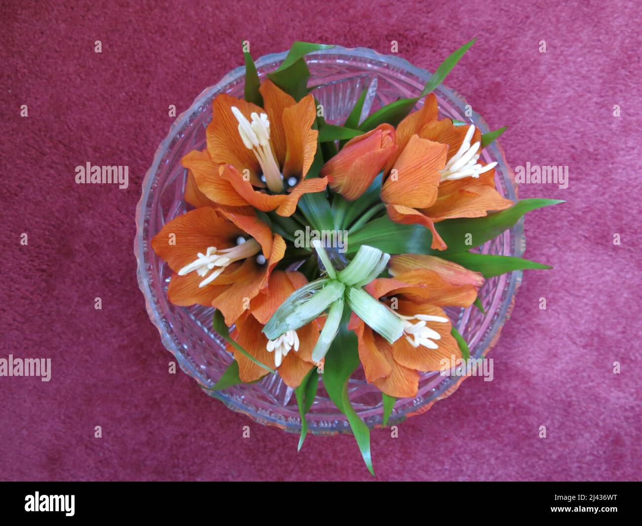 Floral arrangement in a glass bowl of an upturned Crown Imperial ...